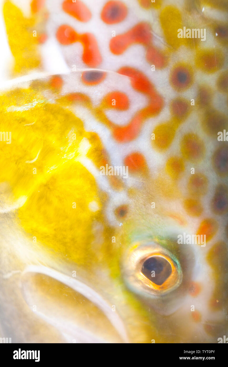 SALMÓN ATLÁNTICO - ATLANTIC SALMON (Salmo salar Stock Photo - Alamy