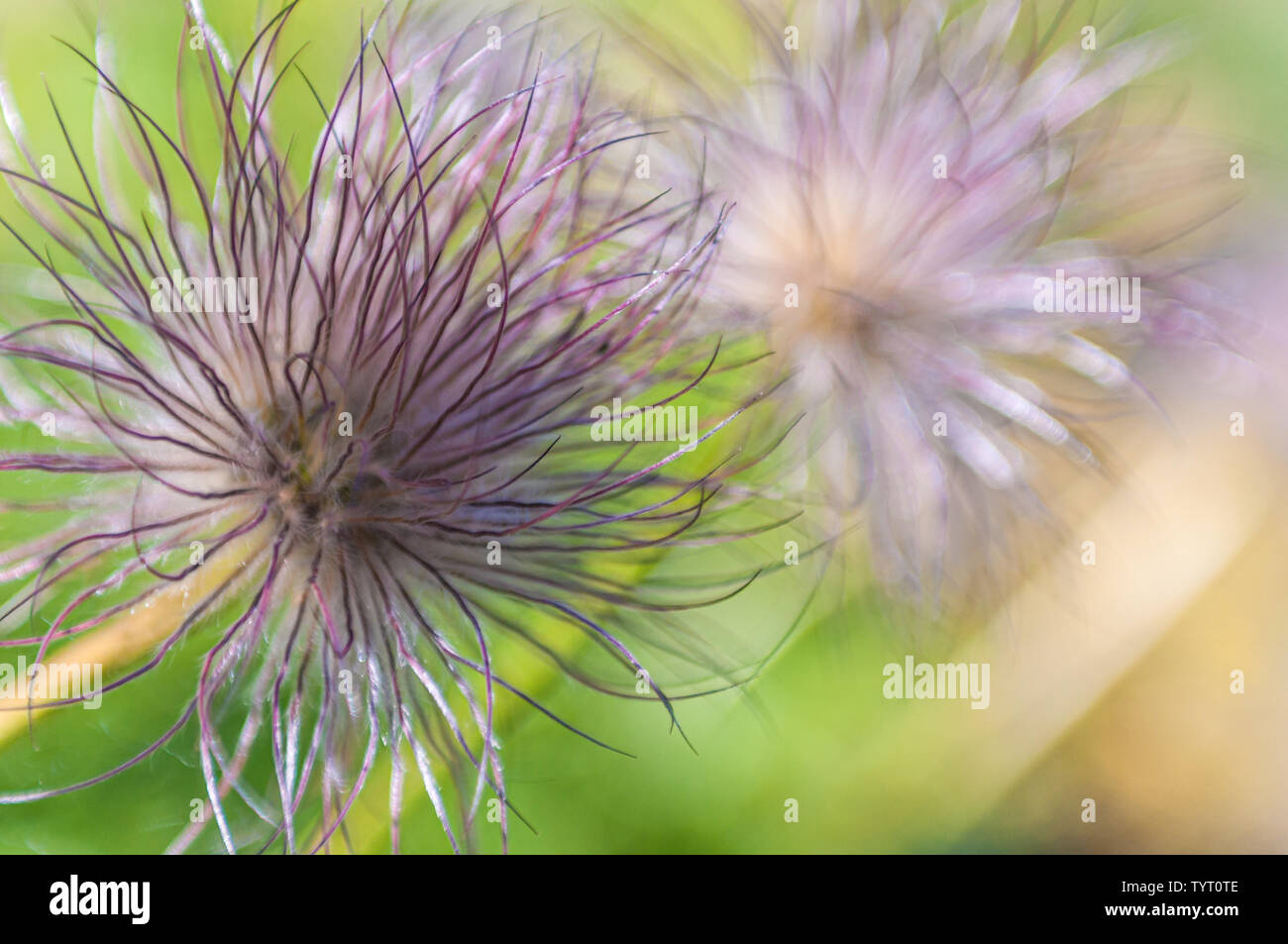 An artistic photo of two feather like pink thistle pappus flower heads ...