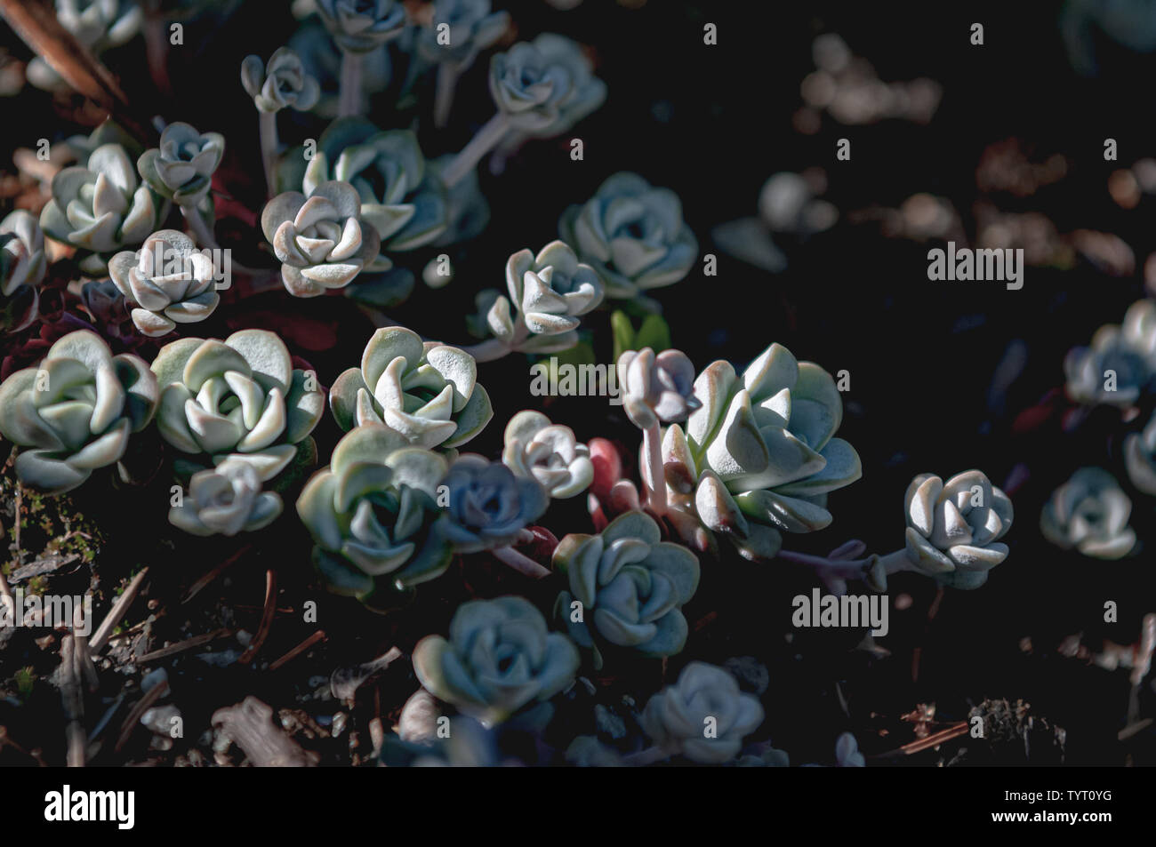 Pale green succulents hi-res stock photography and images - Alamy