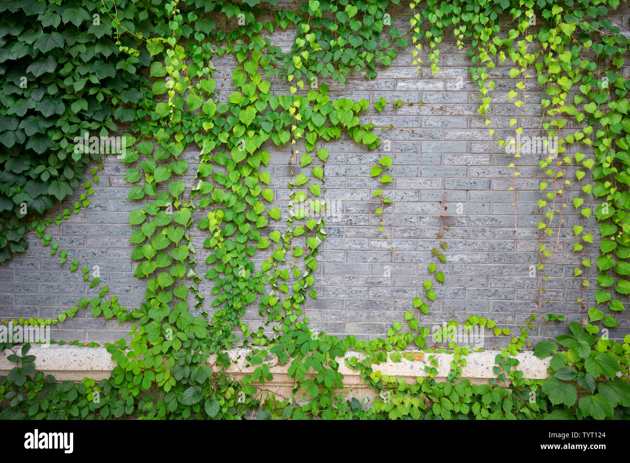Green leaf wall texture planting hi-res stock photography and images ...