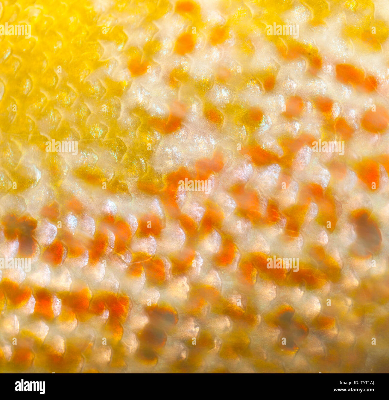 SALMÓN ATLÁNTICO - ATLANTIC SALMON (Salmo salar Stock Photo - Alamy