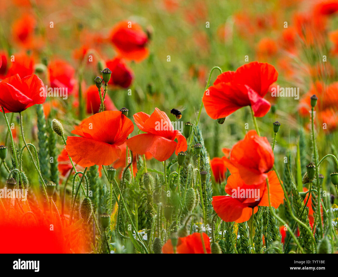 Humming Bird High Resolution Stock Photography and Images - Alamy