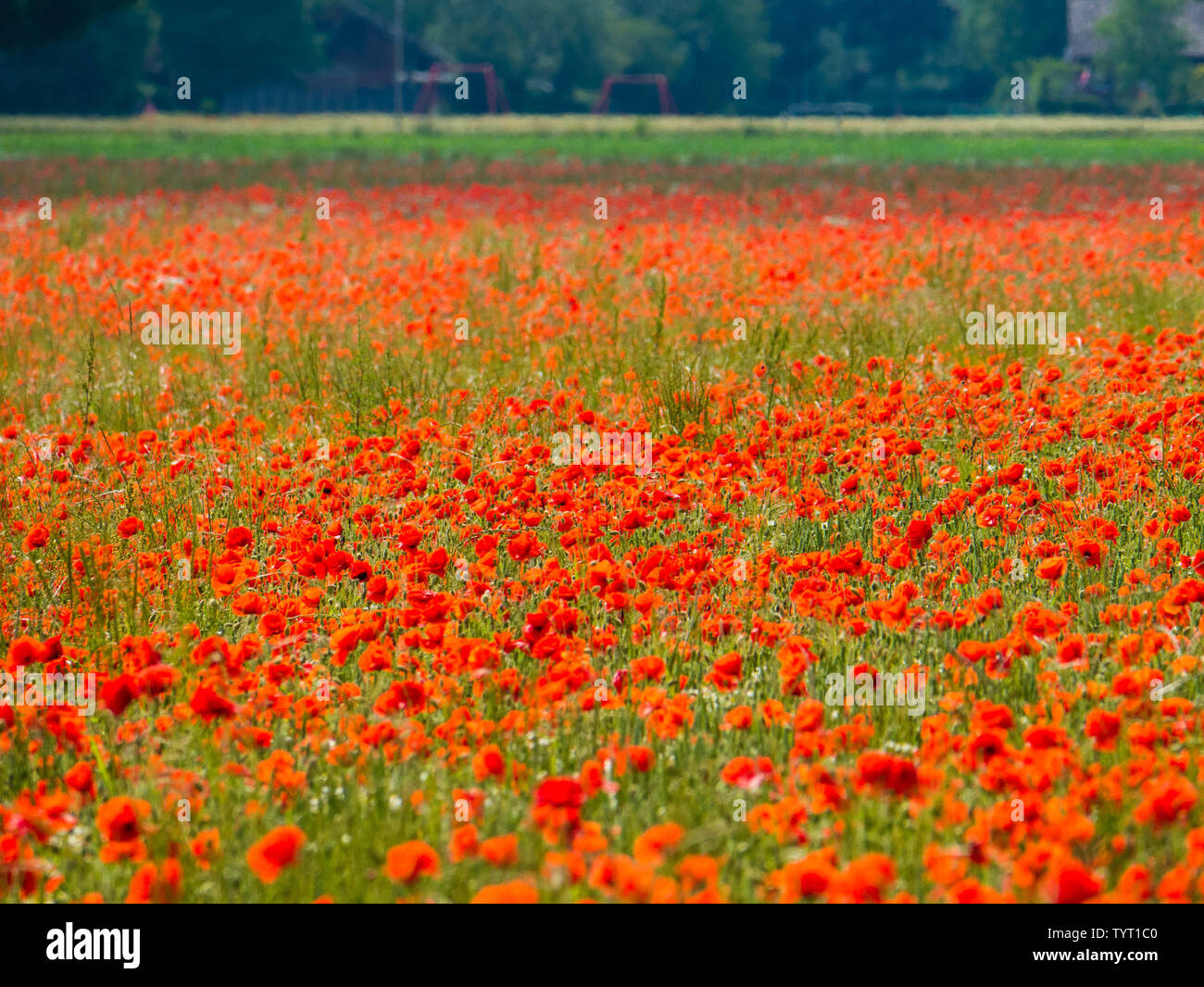 Bloom poppy hi-res stock photography and images - Alamy