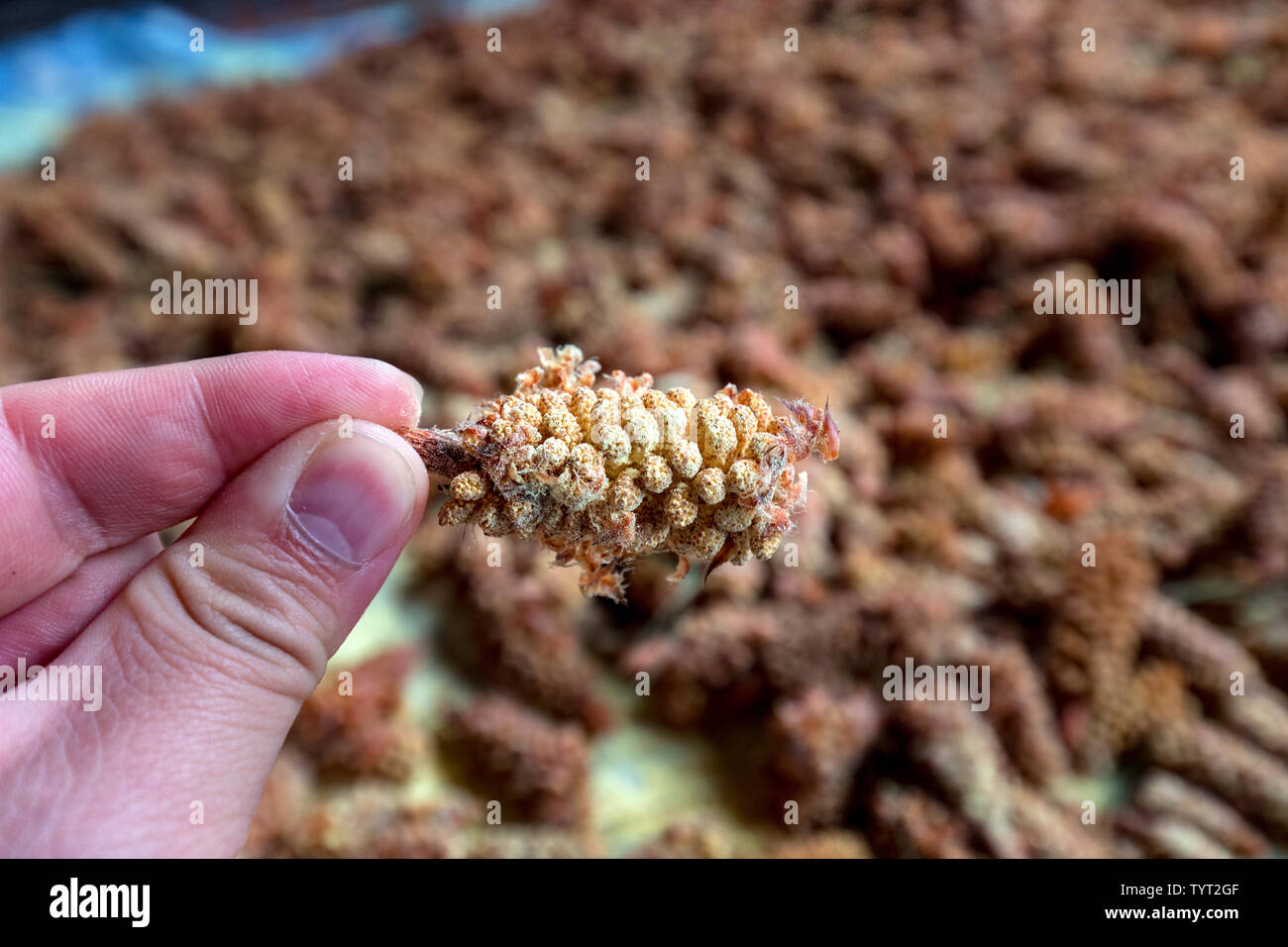 Pine pollen hi-res stock photography and images - Alamy