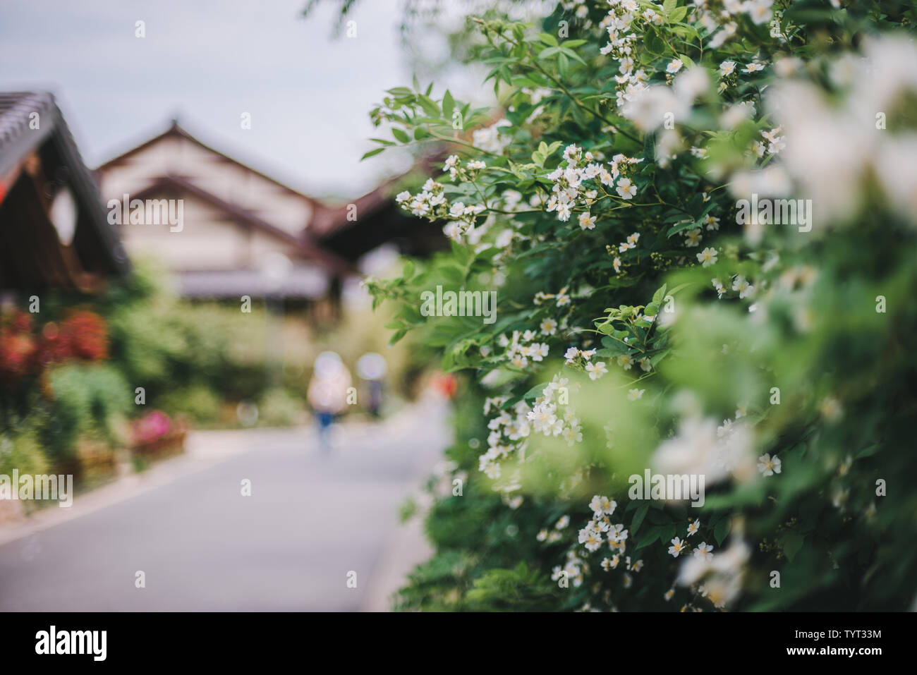 Fanhua hi-res stock photography and images - Alamy