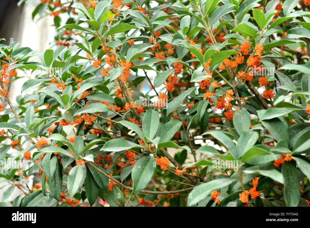 Dangui hi-res stock photography and images - Alamy