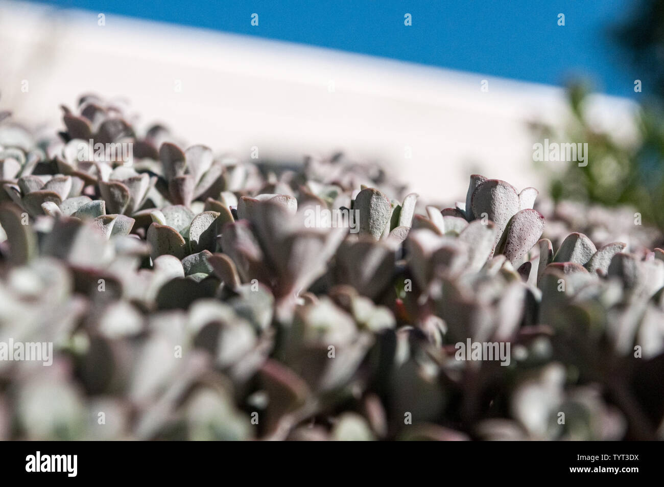 Pale green succulents hi-res stock photography and images - Alamy