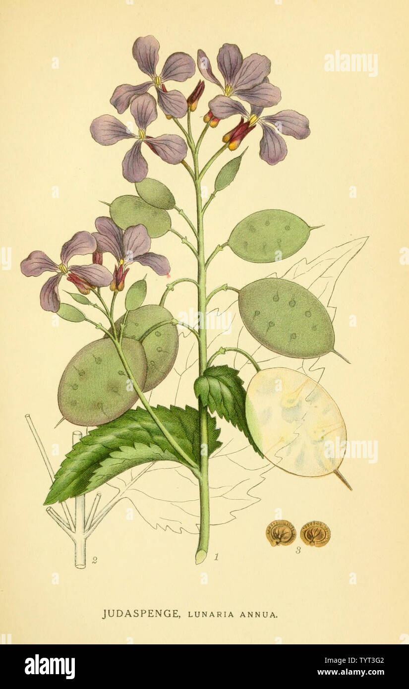 Beautiful vintage hand drawn illustrations of plants and flowers from ...