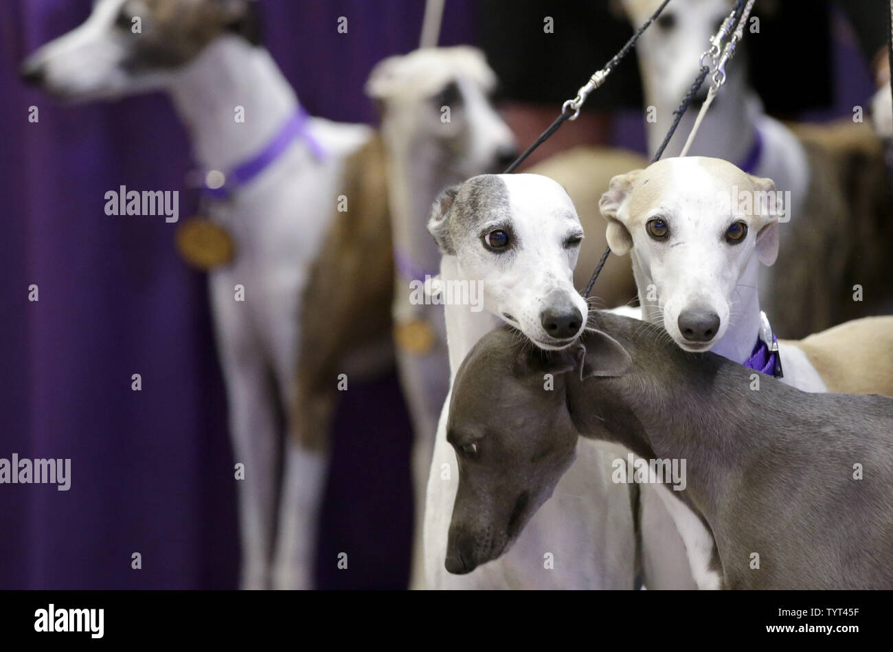 Whippets arrive on stage when the breed celebrates 125 years since ...