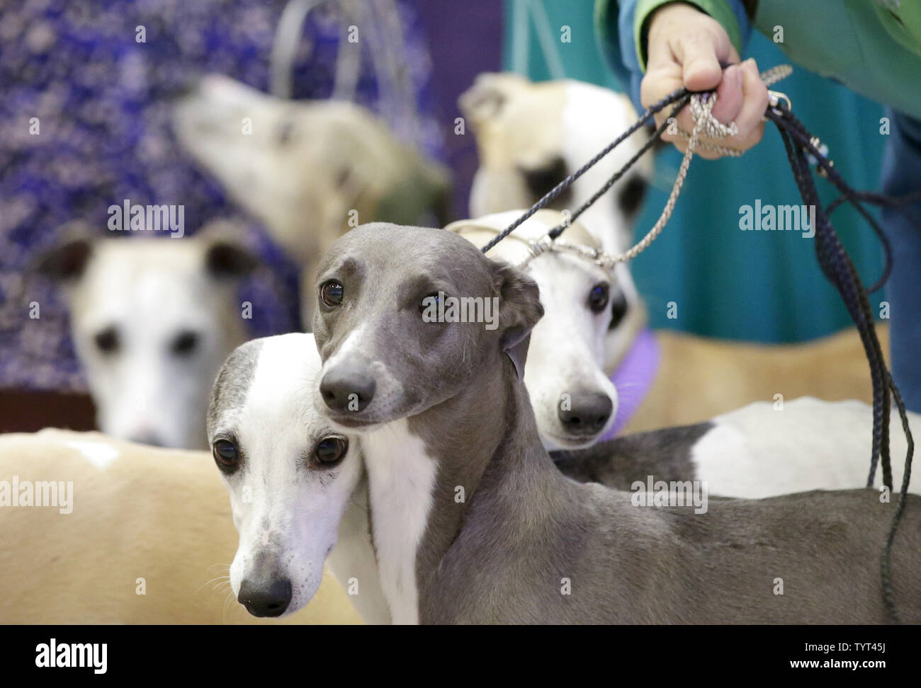 Whippets arrive on stage when the breed celebrates 125 years since ...