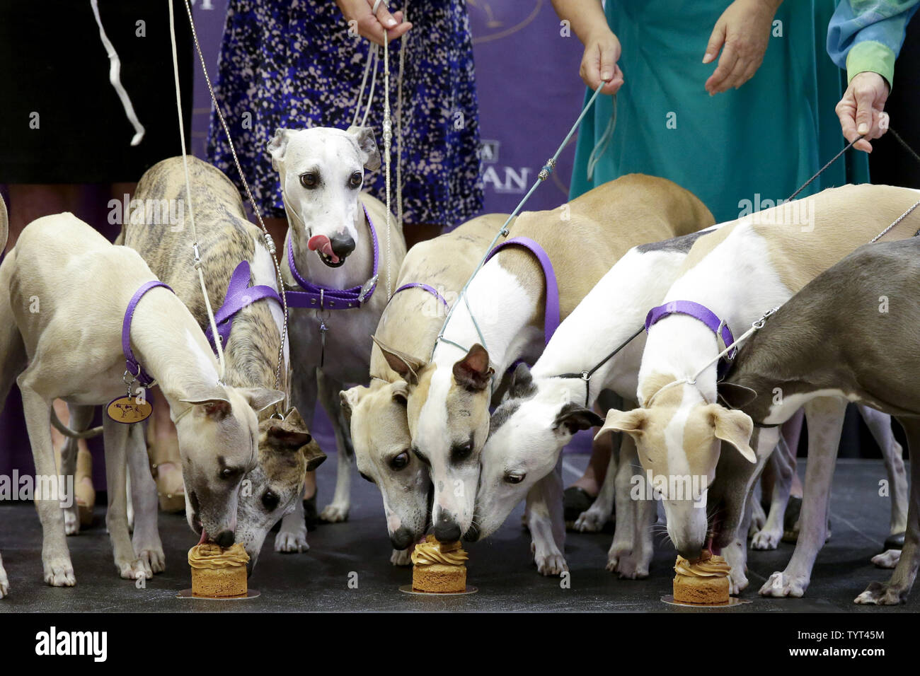 Whippets eat peanut butter cupcakes when they arrive on stage when the ...