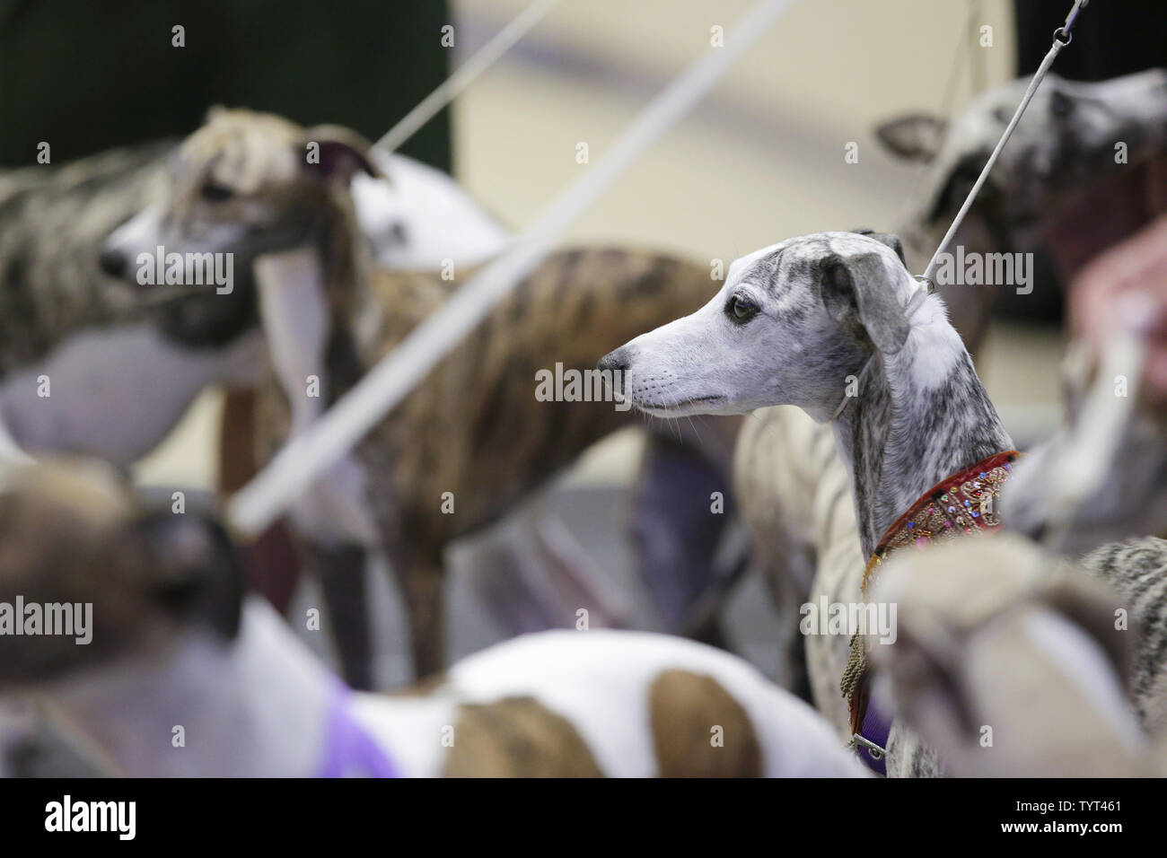 Whippets arrive on stage when the breed celebrates 125 years since ...