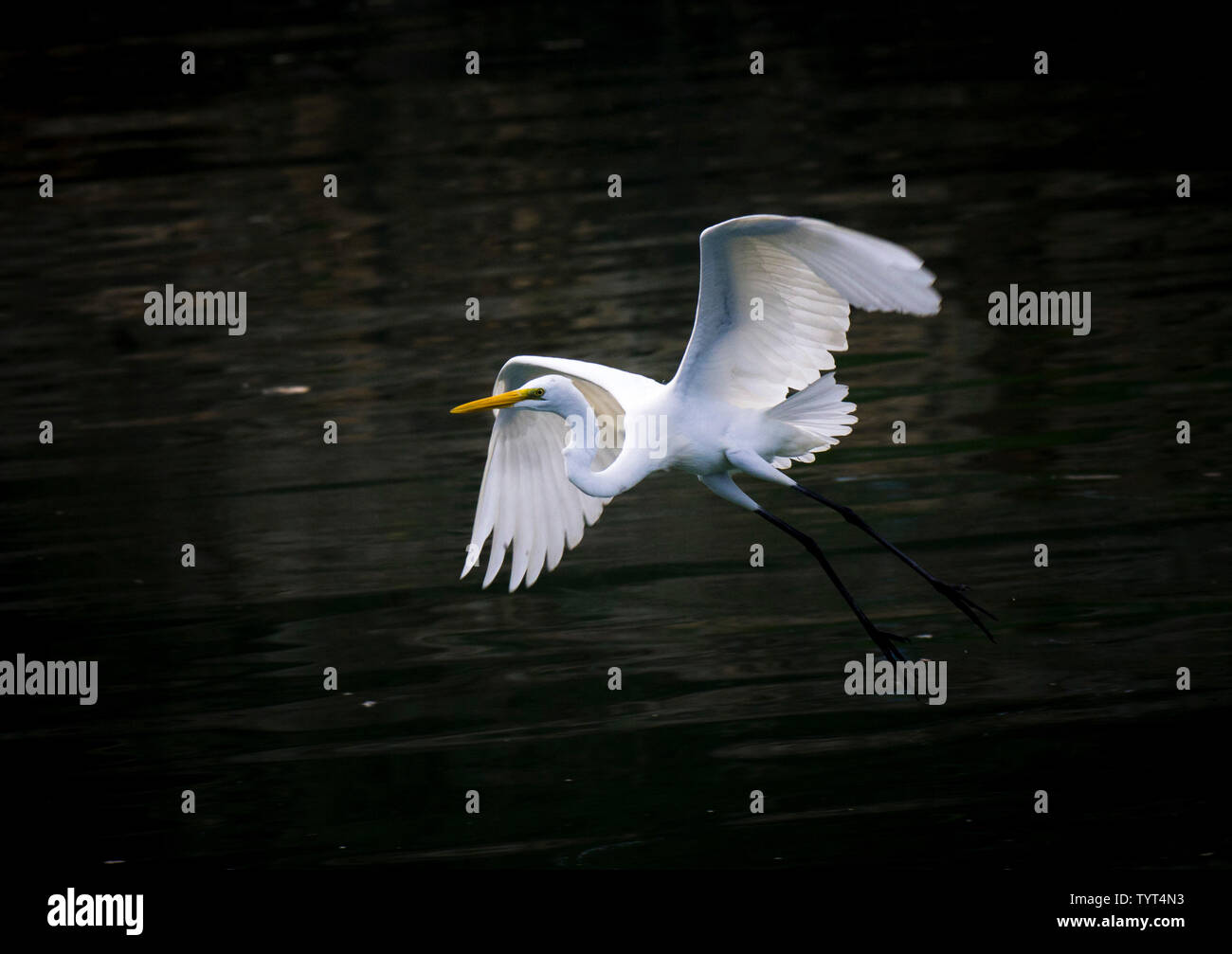 Waters waters ponds and egrets hi-res stock photography and images - Alamy