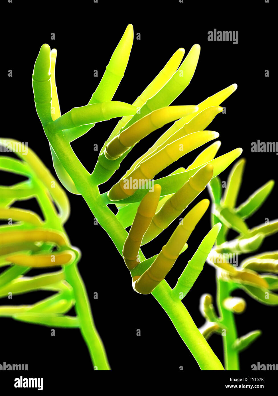 Fusarium hi-res stock photography and images - Alamy