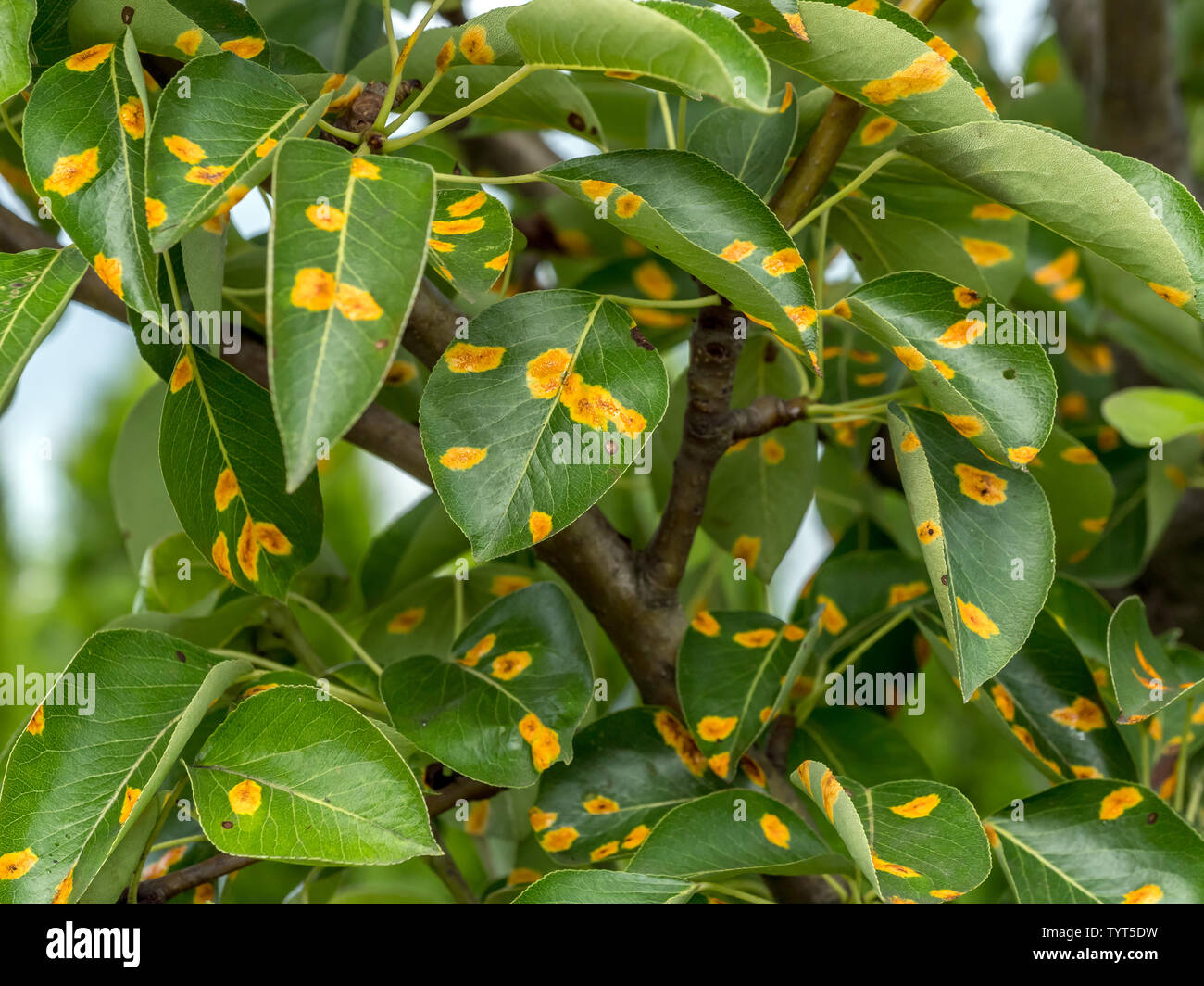 Fungal leaf spot pear hi-res stock photography and images - Alamy