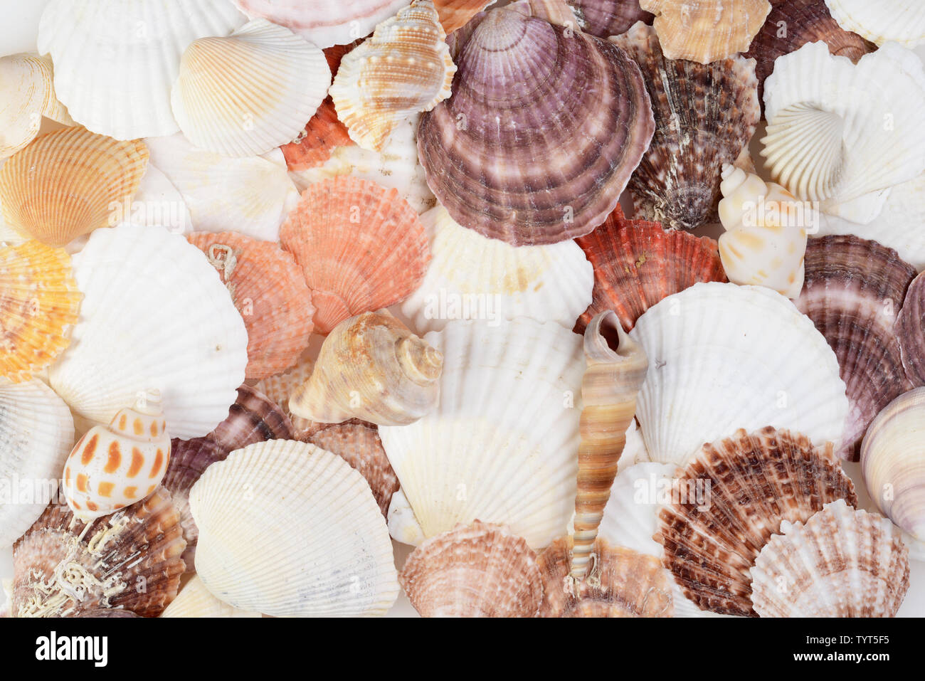 Colorful display of shells hi-res stock photography and images - Alamy