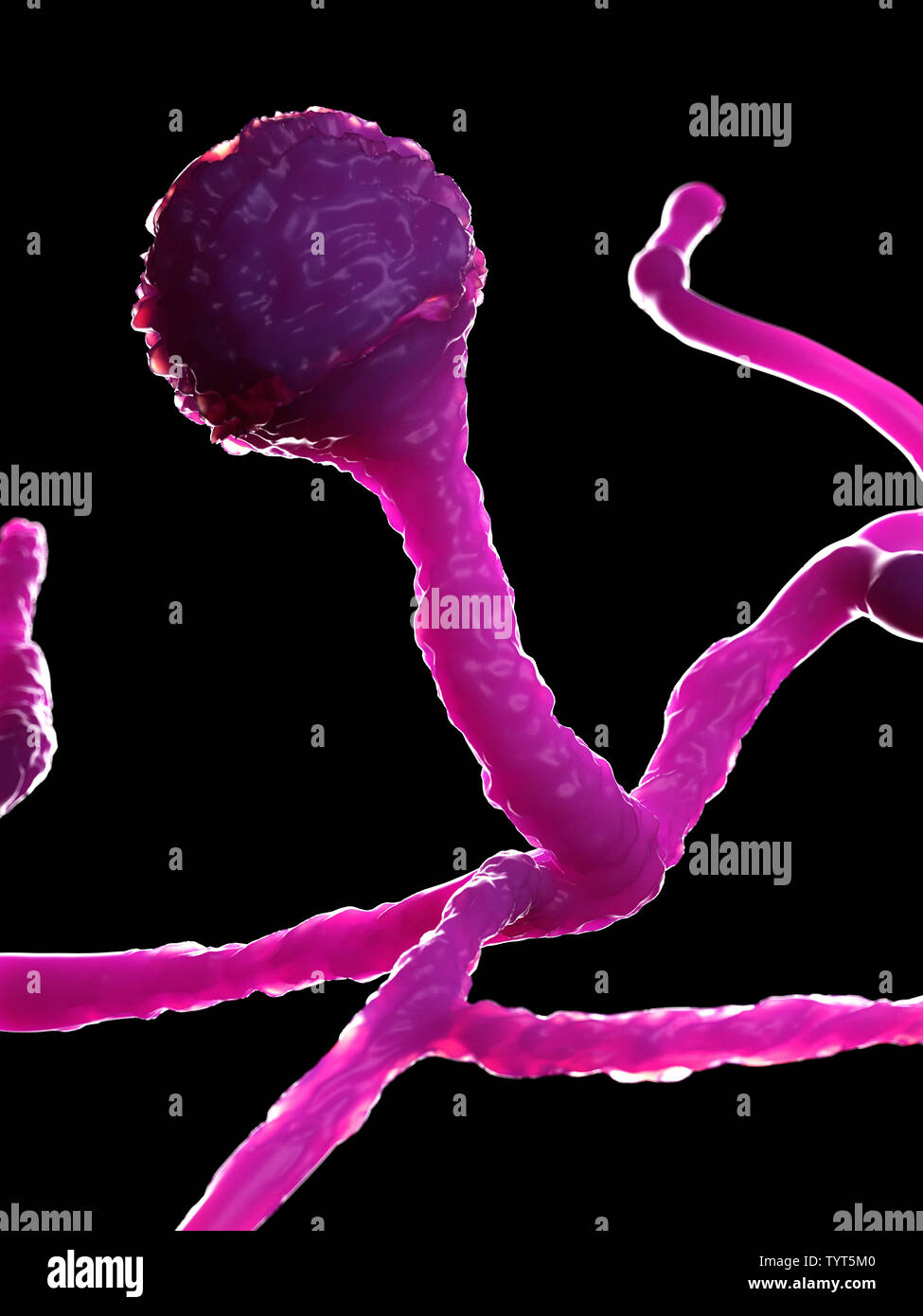 3d rendered illustration of the mold - mucor Stock Photo - Alamy