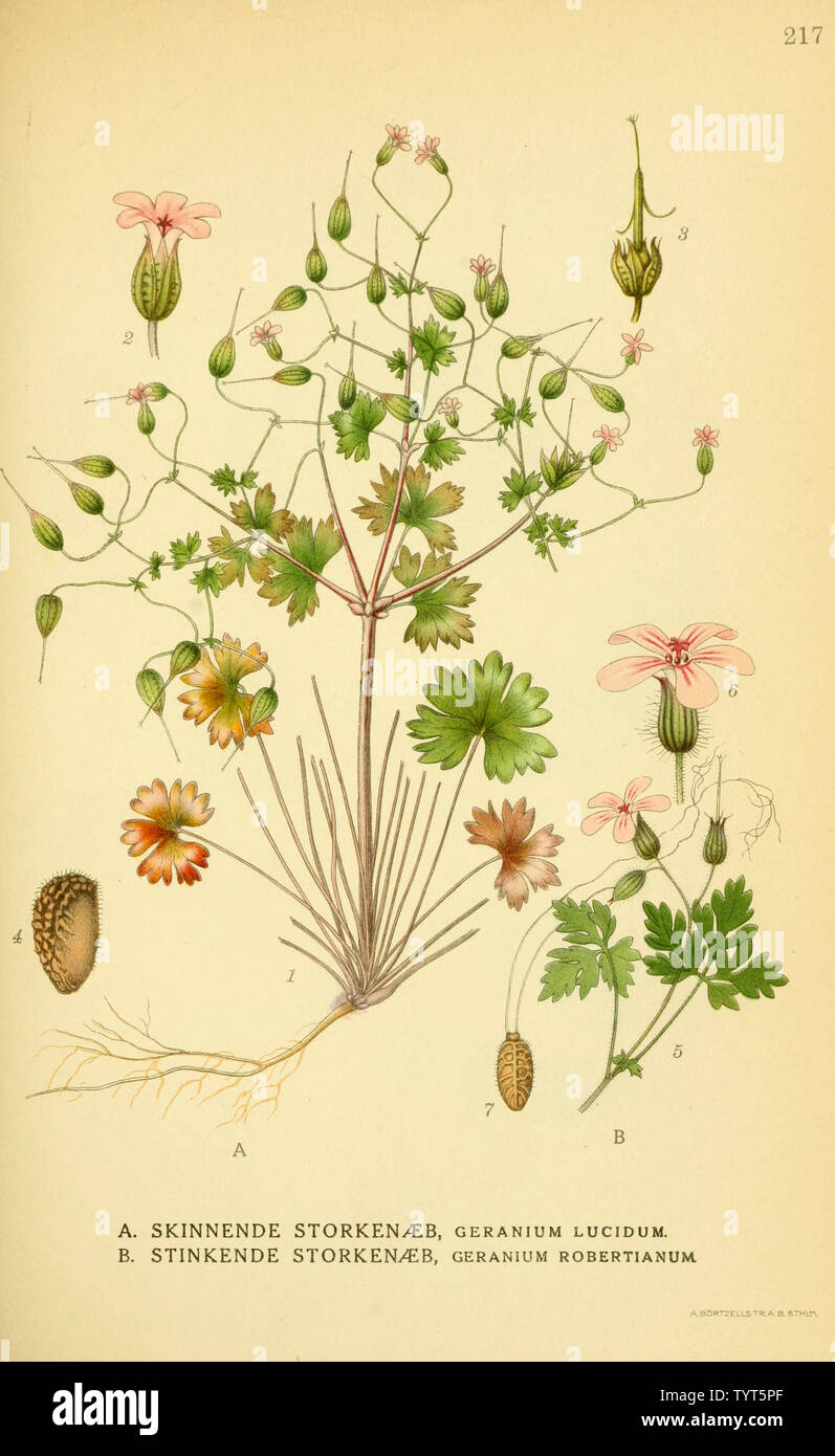 Beautiful vintage hand drawn illustrations of plants and flowers from ...