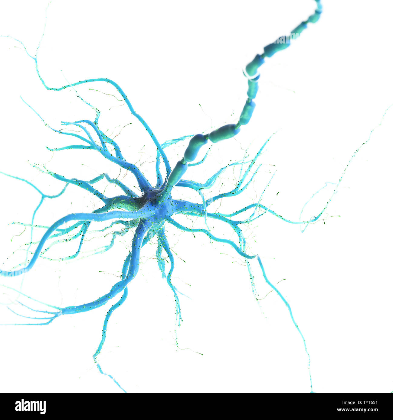 3d rendered illustration of a human nerve cell Stock Photo - Alamy