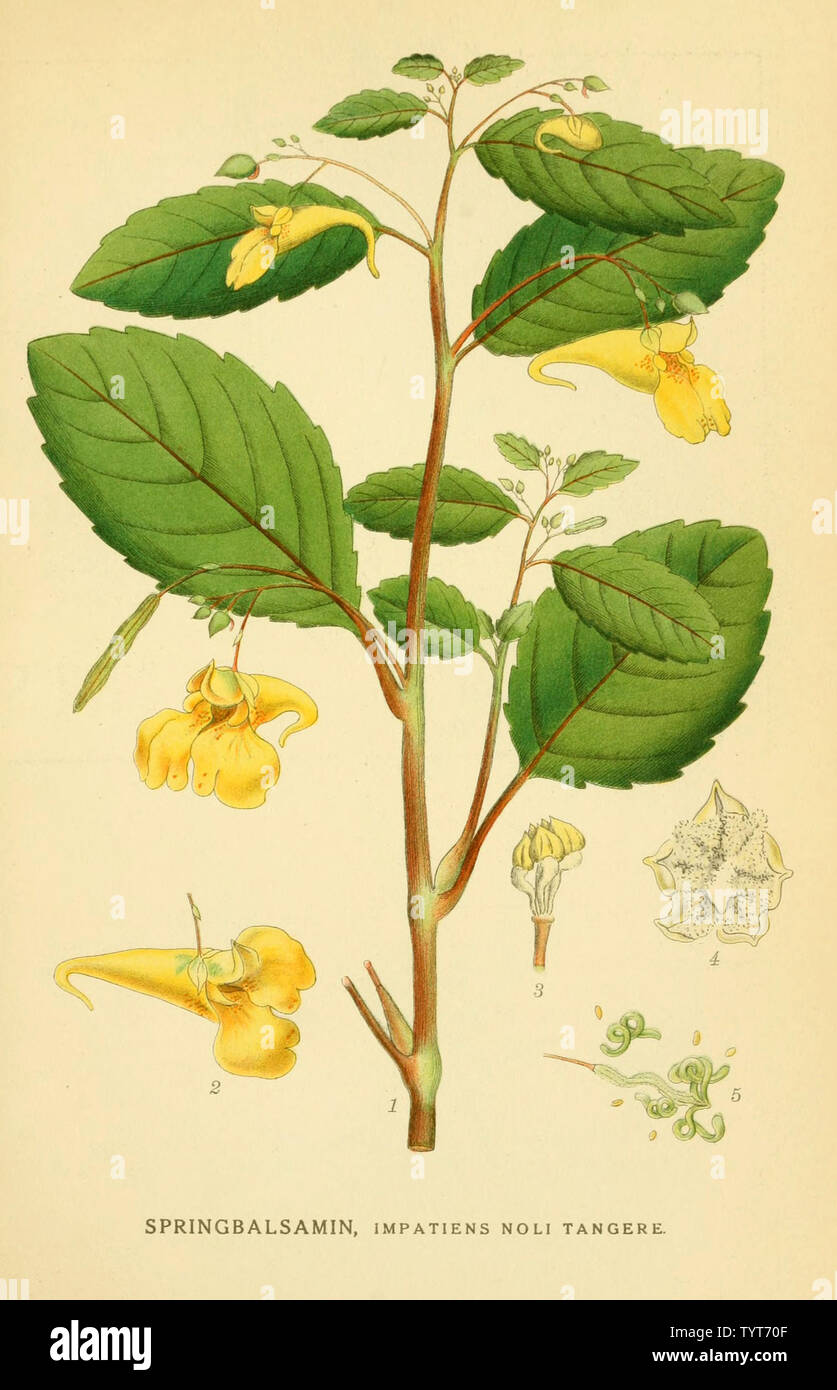 Beautiful vintage hand drawn illustrations of plants and flowers from ...