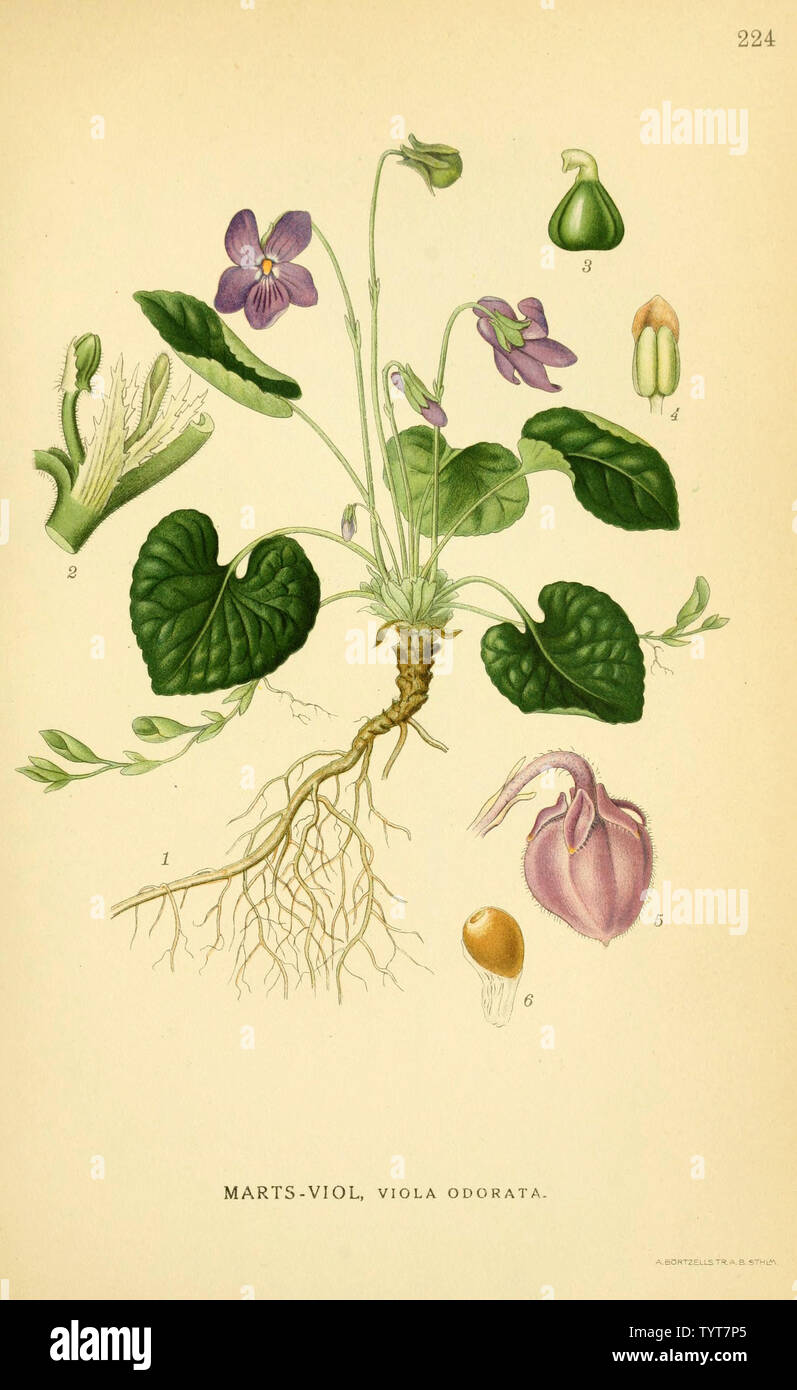 Beautiful vintage hand drawn illustrations of plants and flowers from ...
