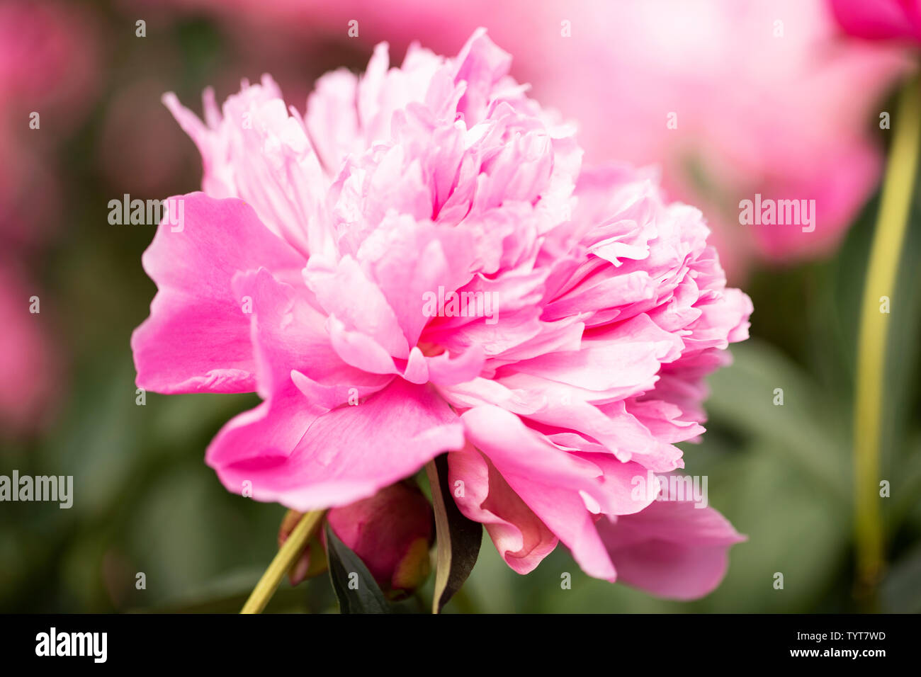 Chinese peony or common garden peony (Paeonia lactiflora), in variety ...