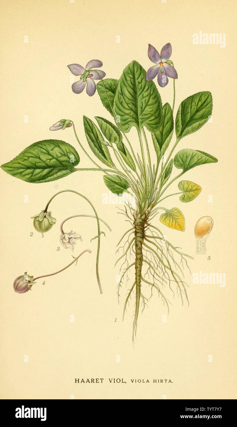 Beautiful vintage hand drawn illustrations of plants and flowers from ...