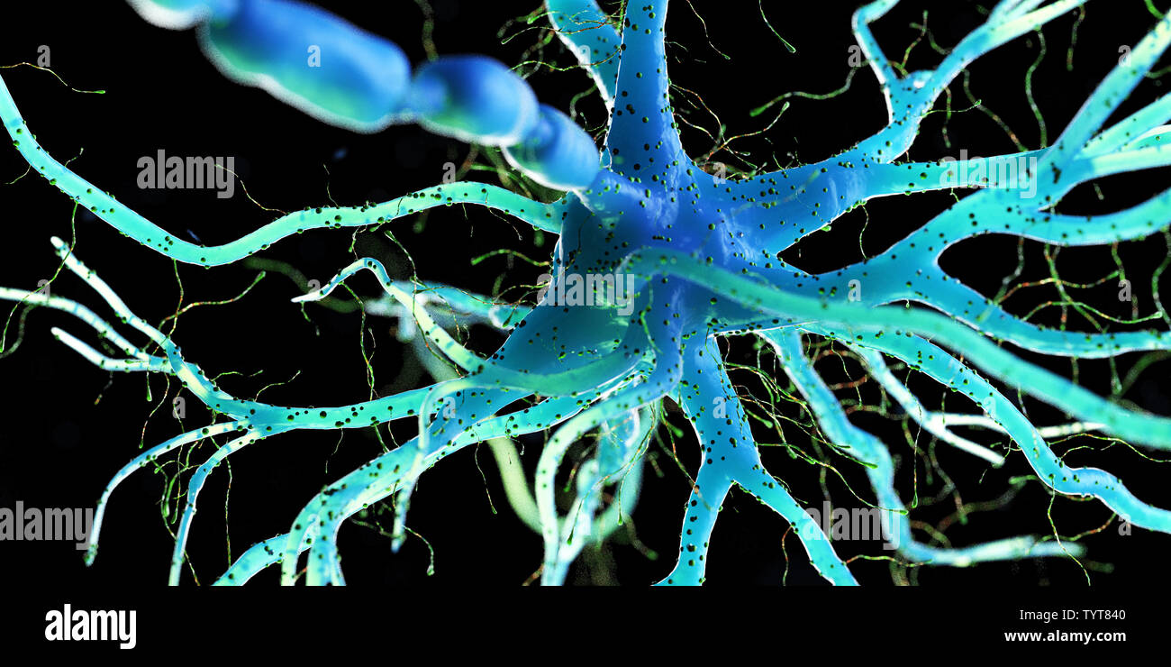 3d rendered illustration of a human nerve cell Stock Photo - Alamy