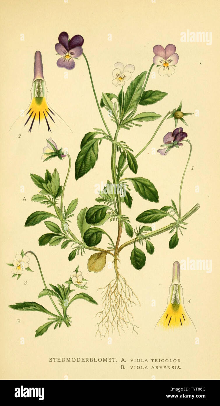 Beautiful vintage hand drawn illustrations of plants and flowers from ...