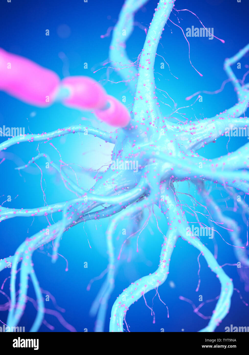 3d rendered illustration of a human nerve cell Stock Photo - Alamy