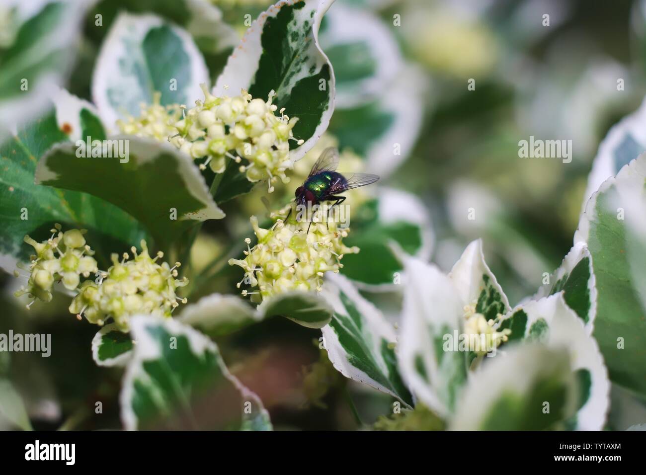 Spindle Tree Euonymus Latifolius High Resolution Stock Photography and ...