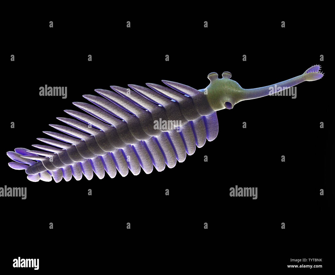 Opabinia hi-res stock photography and images - Alamy