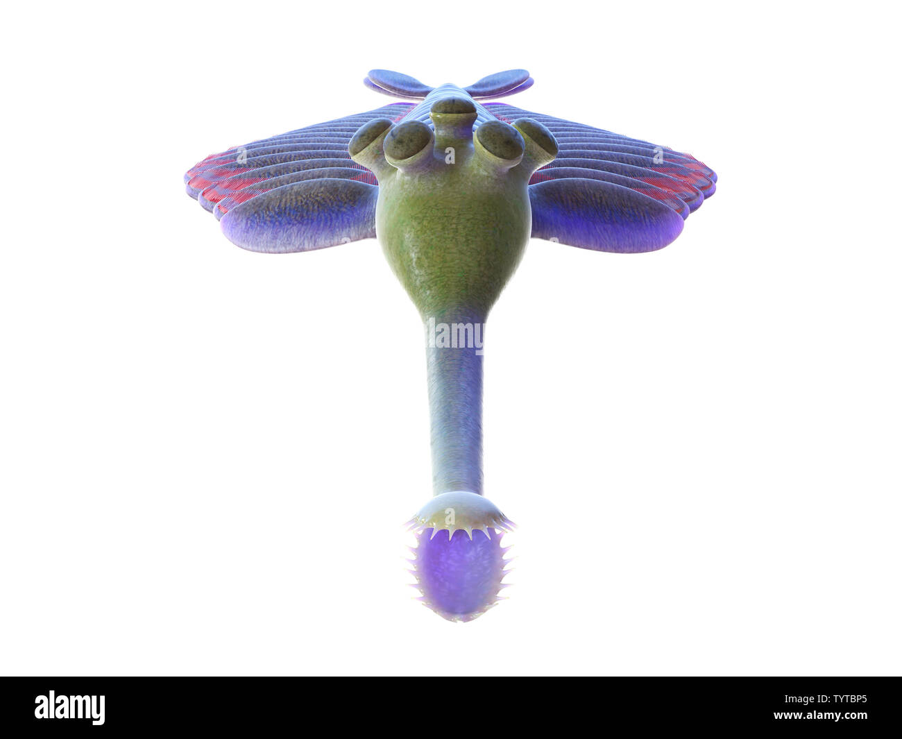 Opabinia High Resolution Stock Photography and Images - Alamy