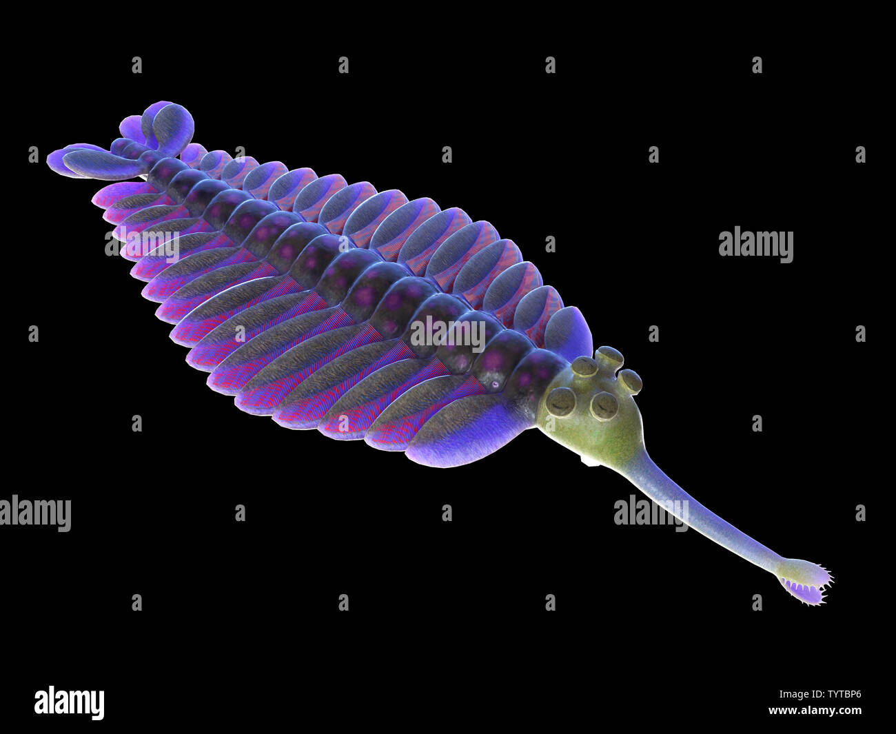 Opabinia hi-res stock photography and images - Alamy