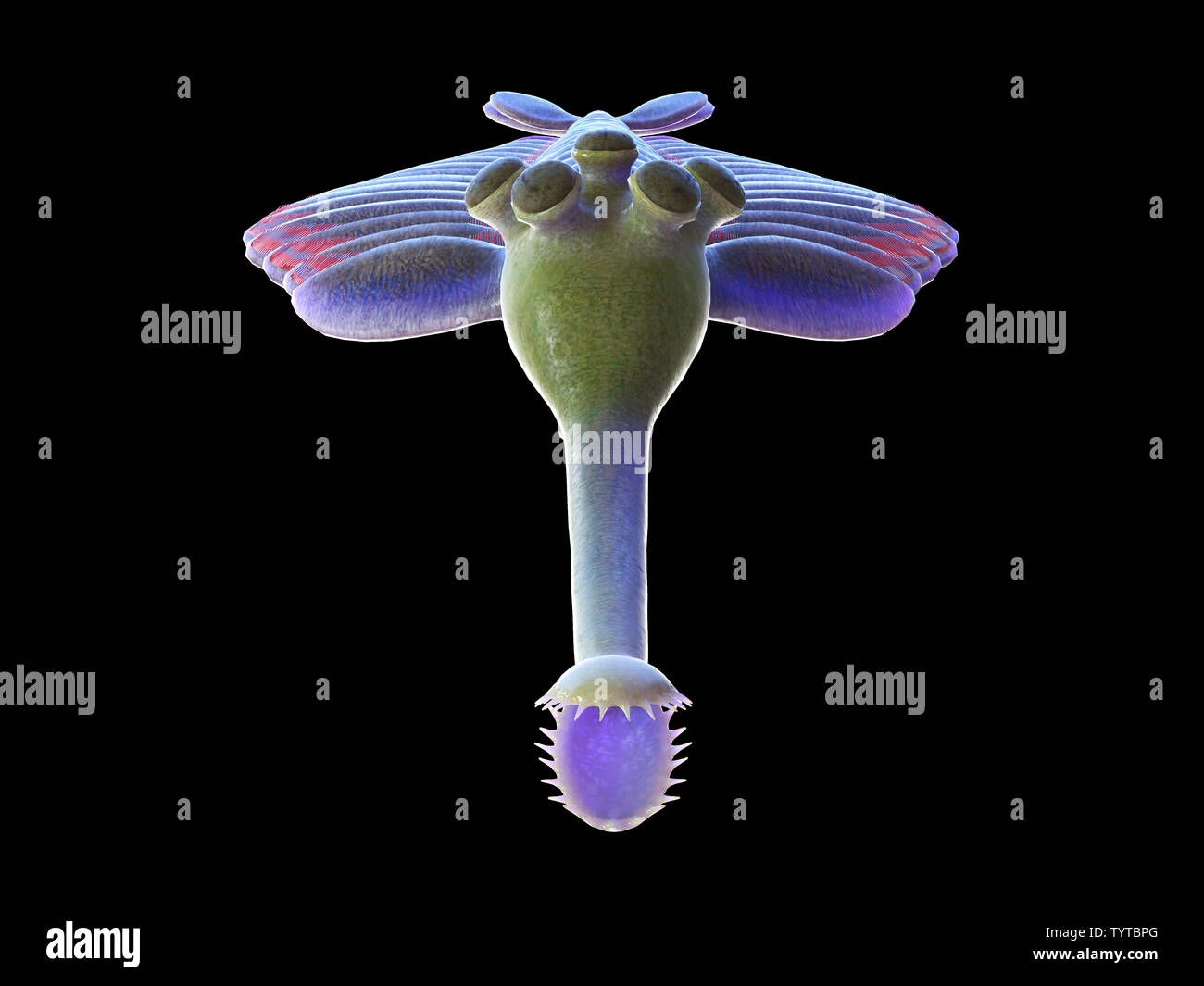 Opabinia hi-res stock photography and images - Alamy
