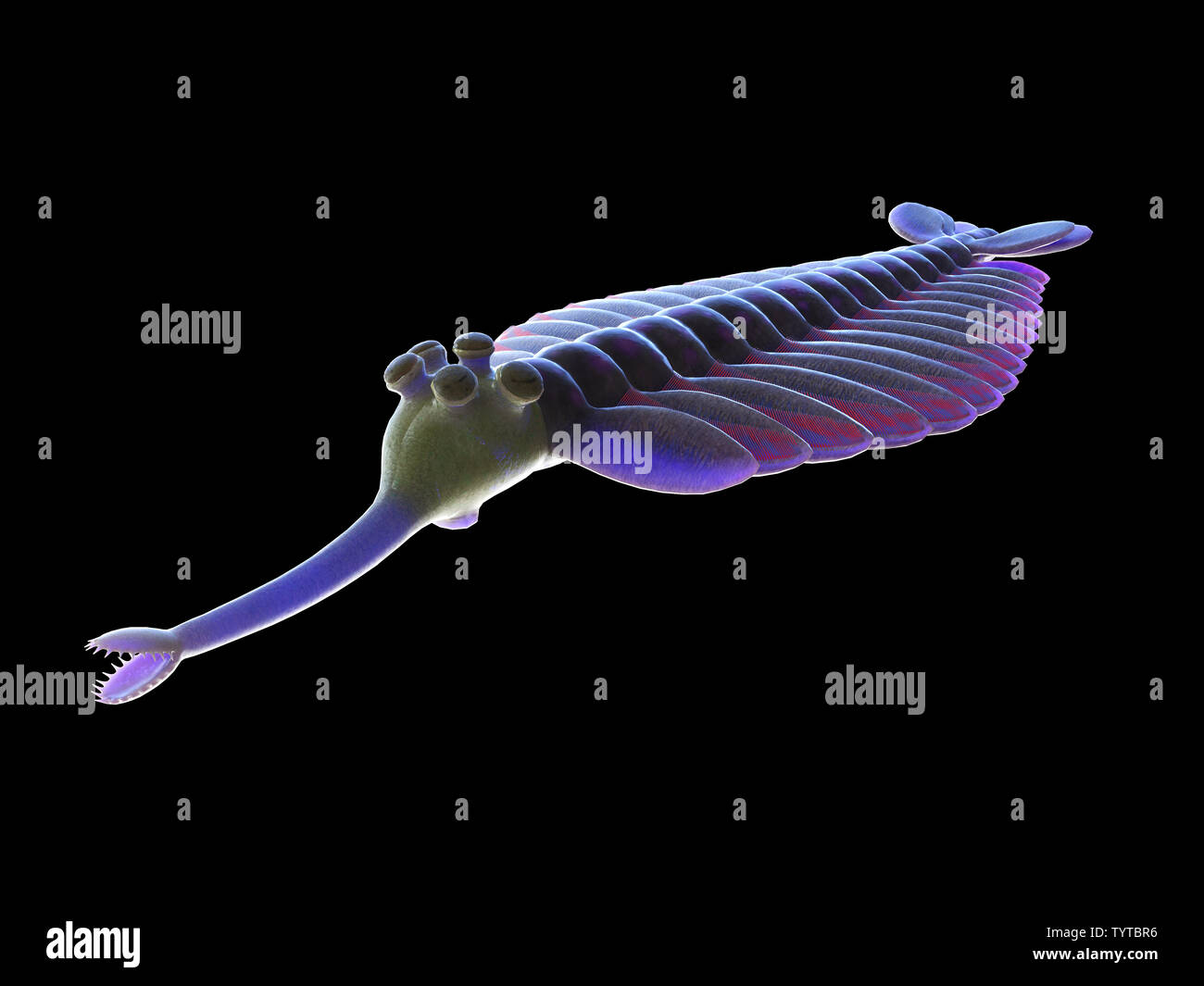 Opabinia hi-res stock photography and images - Alamy