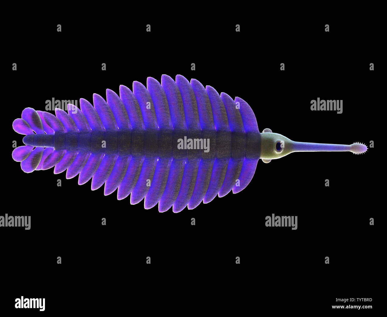 Opabinia hi-res stock photography and images - Alamy