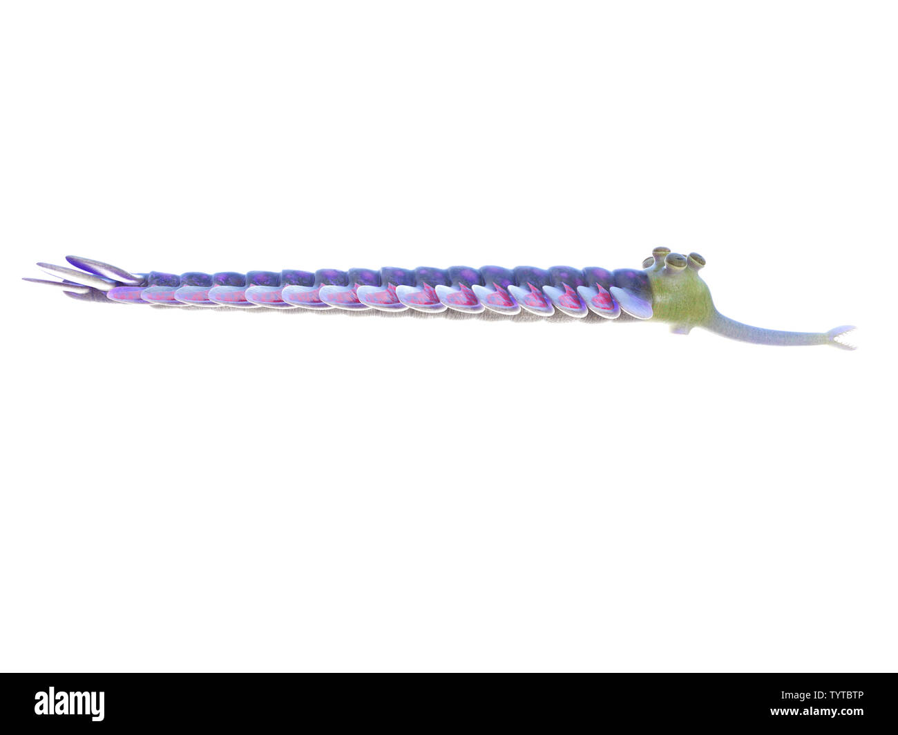 3d rendered illustration of an Opabinia Stock Photo - Alamy