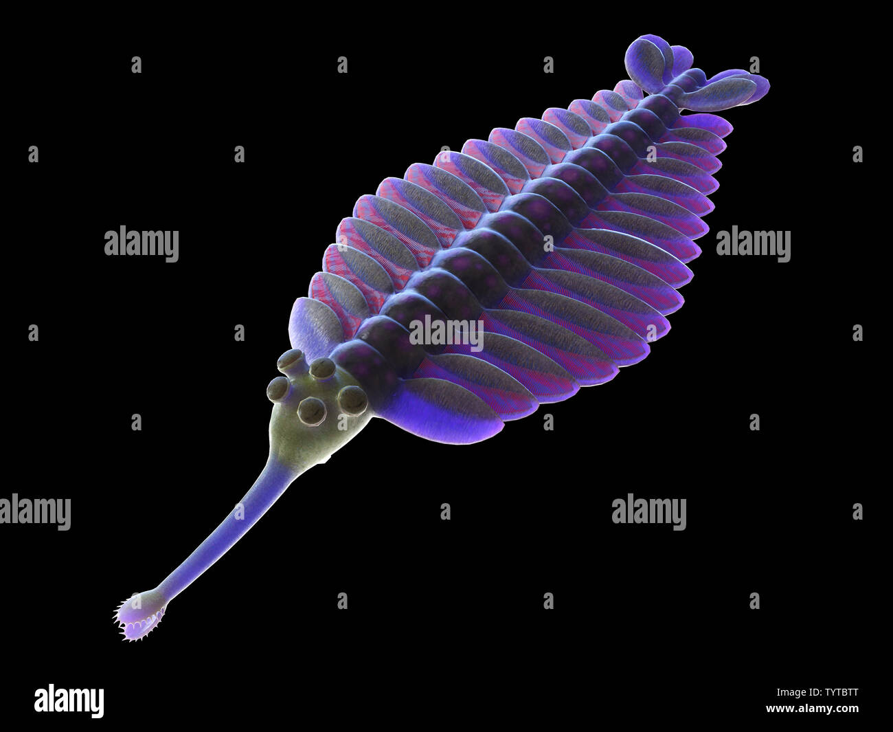 Opabinia hi-res stock photography and images - Alamy