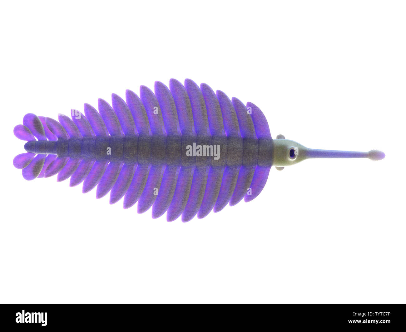 Opabinia hi-res stock photography and images - Alamy