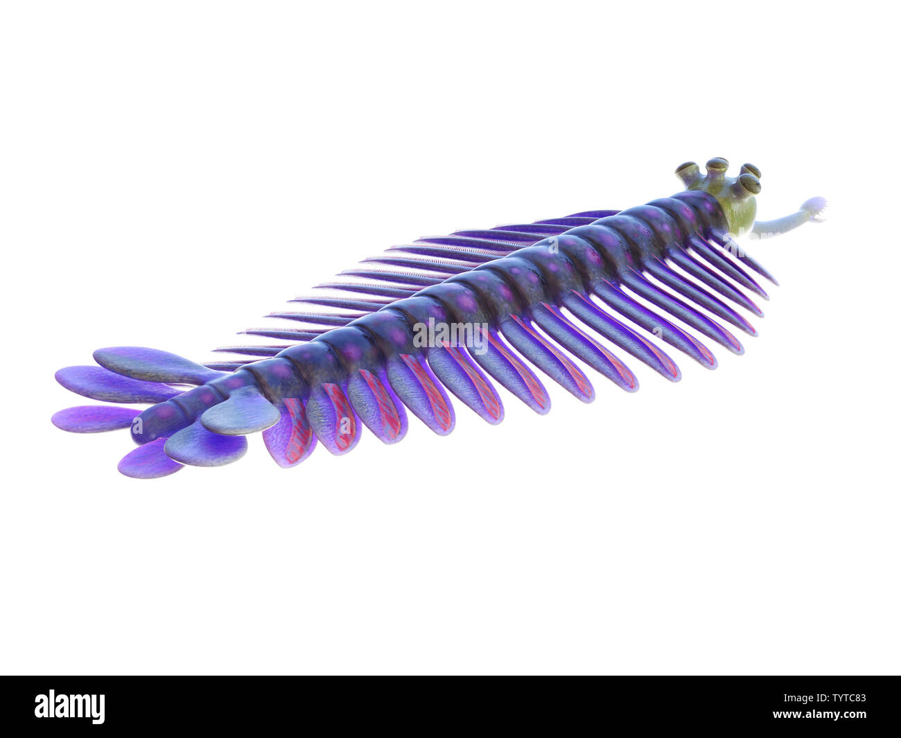 Opabinia hi-res stock photography and images - Alamy
