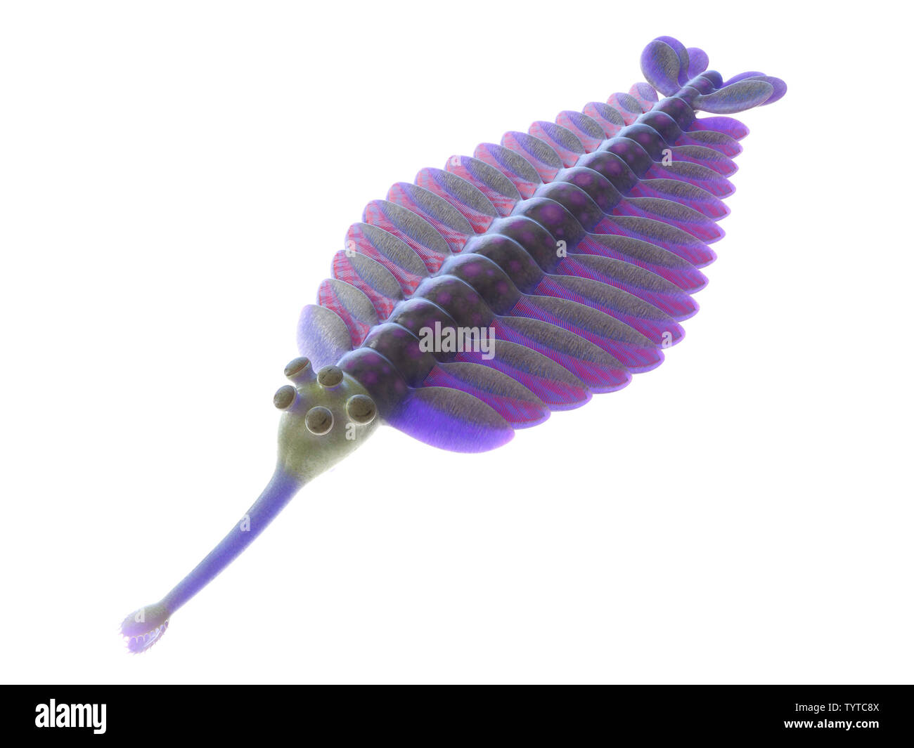 Opabinia hi-res stock photography and images - Alamy