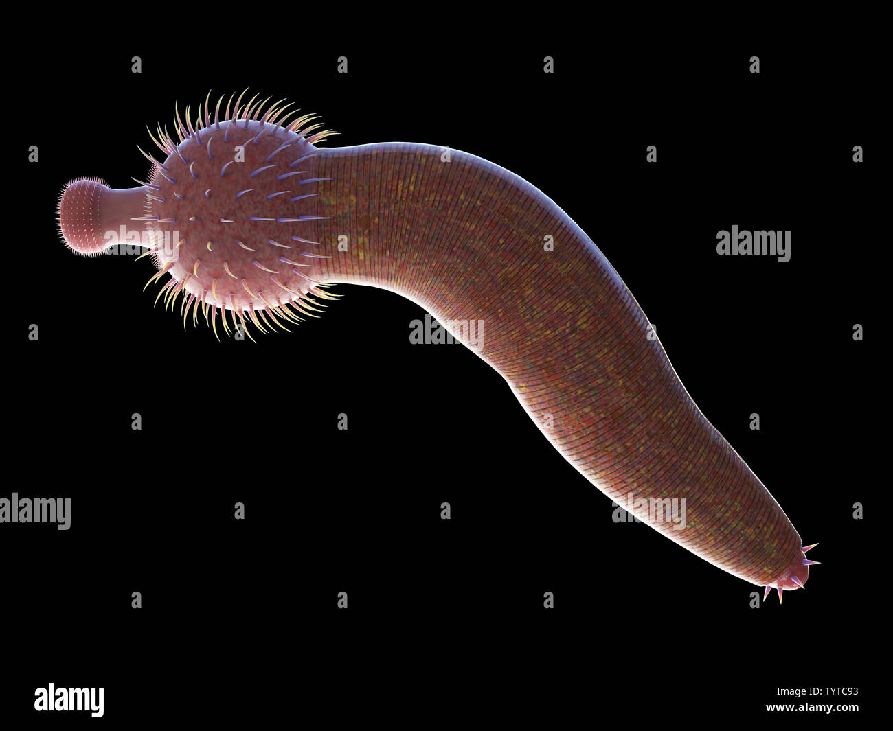 3d rendered illustration of a pre-historic marine creature - ottoia ...