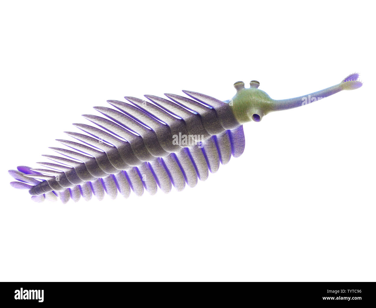 Opabinia hi-res stock photography and images - Alamy