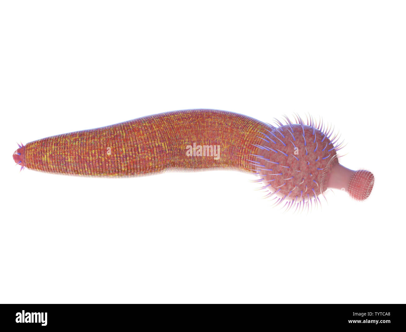 Ottoia hi-res stock photography and images - Alamy