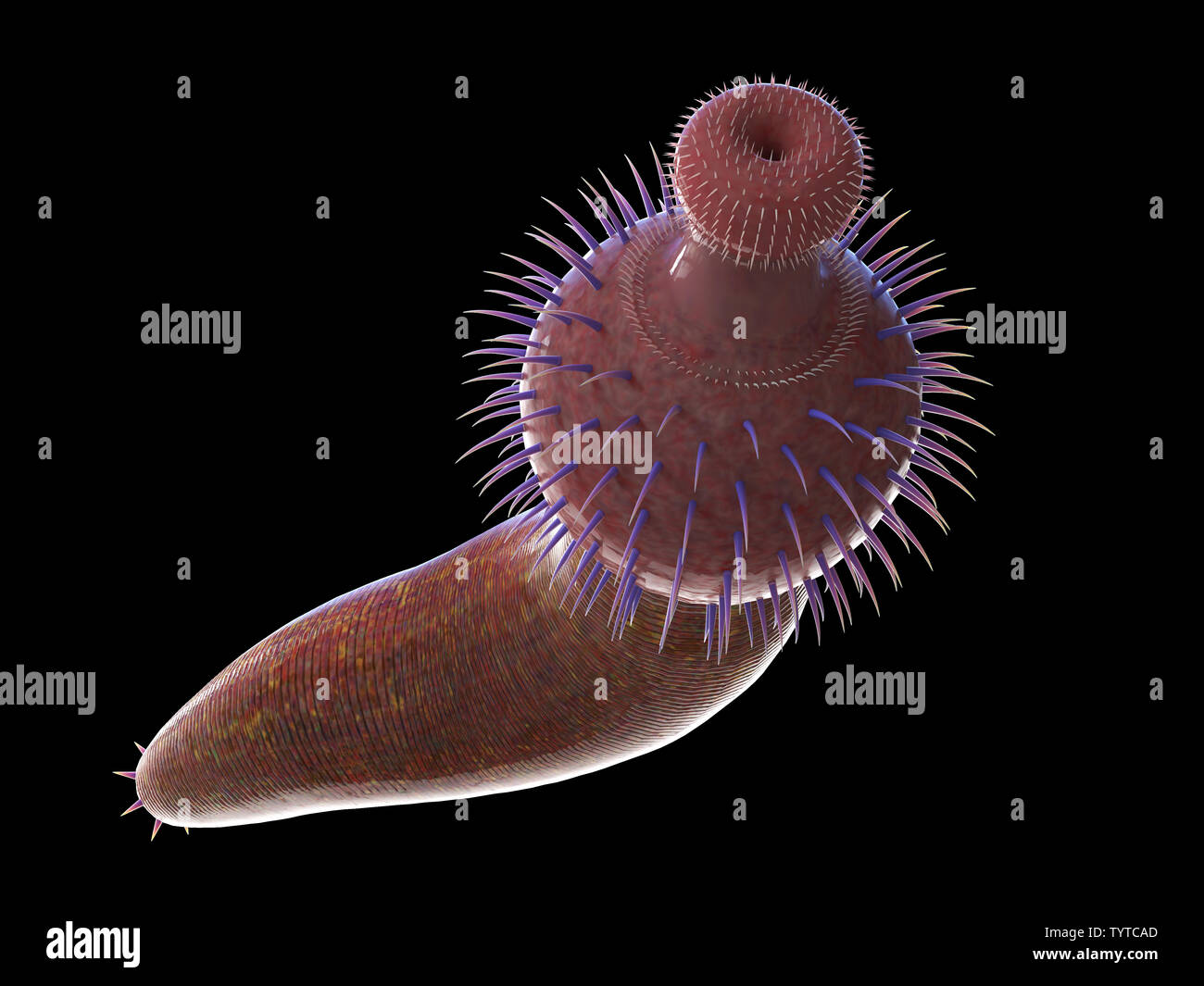 3d rendered illustration of a pre-historic marine creature - ottoia ...
