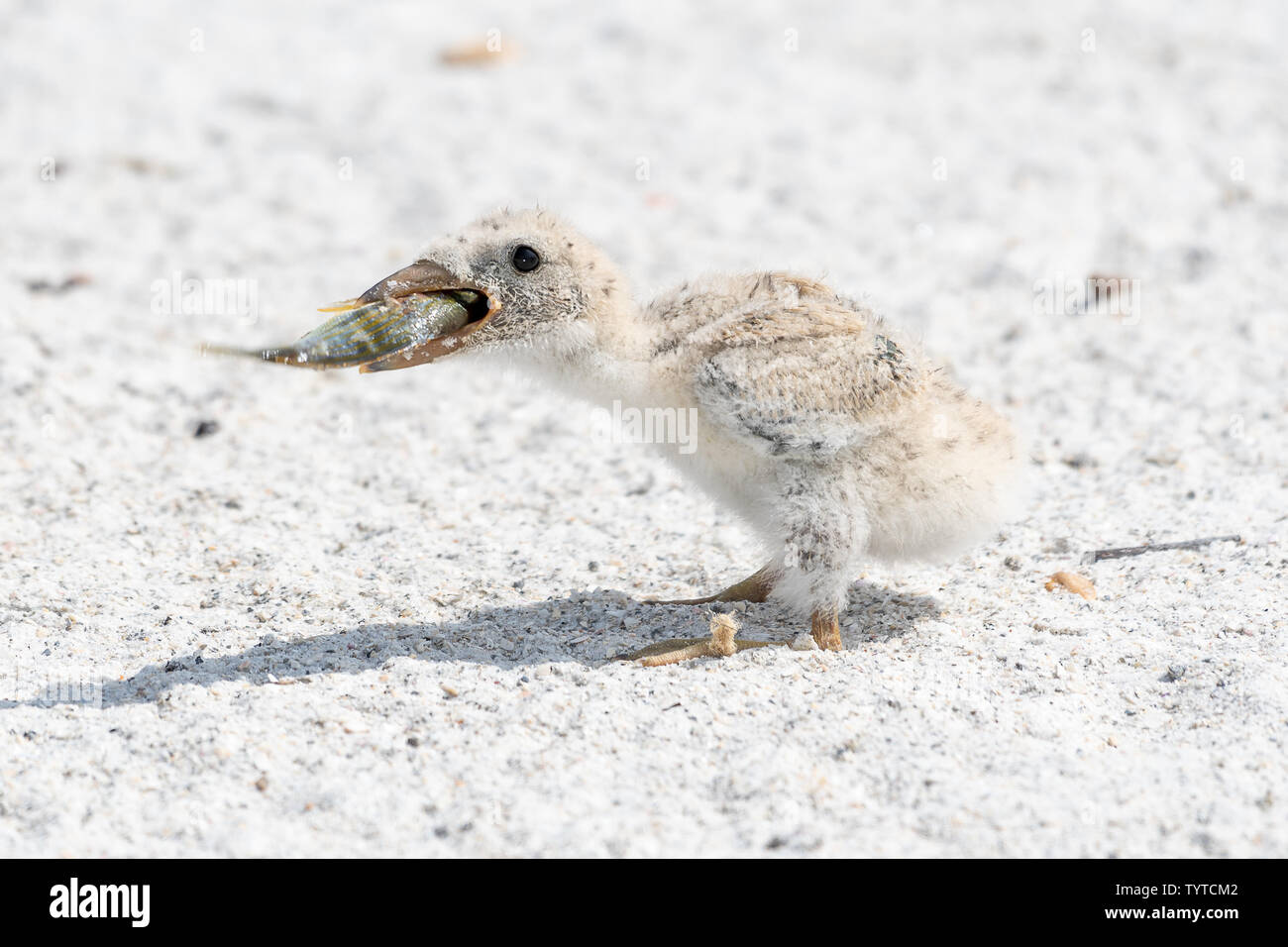 Black skimmer chick eating a fish Stock Photo - Alamy