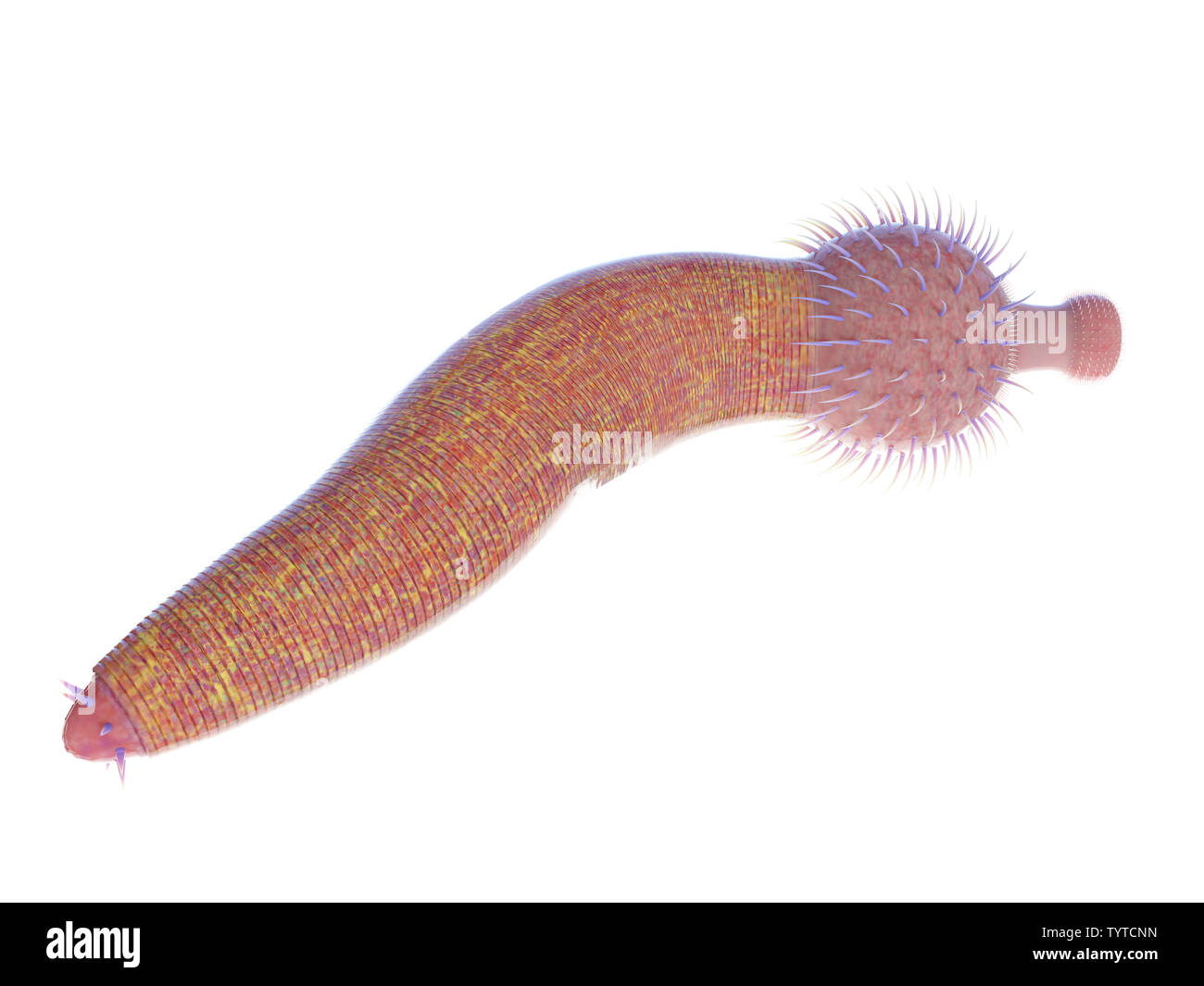 3d rendered illustration of an Ottoia Stock Photo - Alamy