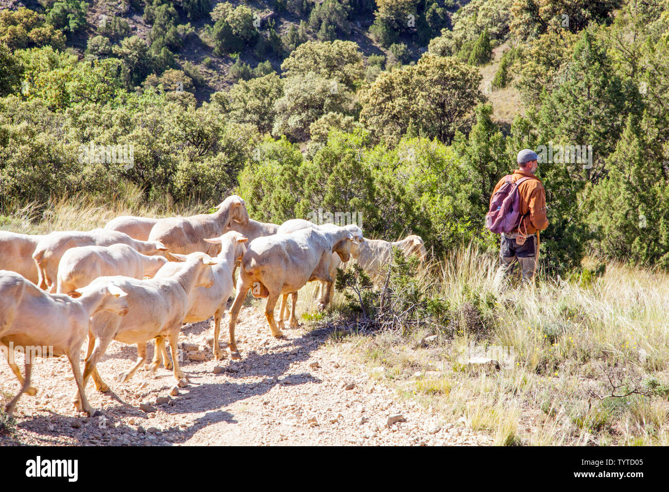 Shepherd leading flock hi-res stock photography and images - Alamy