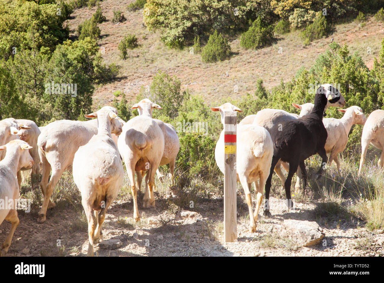 Spanish Shepard leading his flock of sheep over the hills in Montes ...